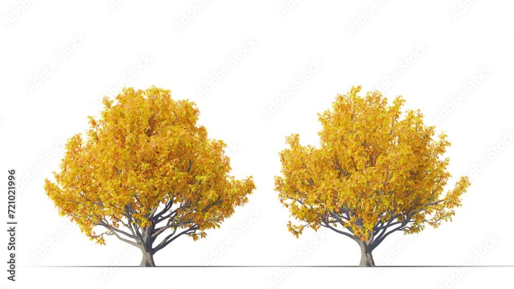 Vidéo Stock Trees grow from small to large. Growing tree on transparent ...