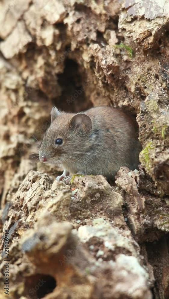 Vertical footage of a bank vole sitting in its nest in a big tree ...