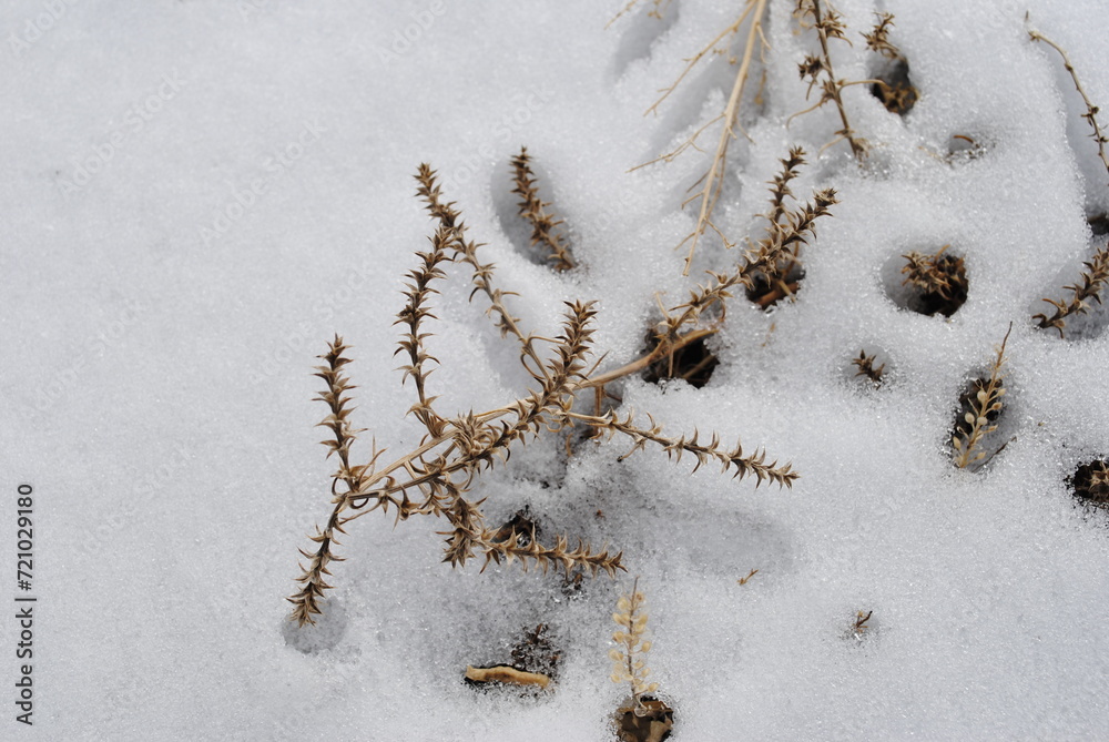 Russian thistle (Salsola tragus) also known as tumbleweed. A prickly ...