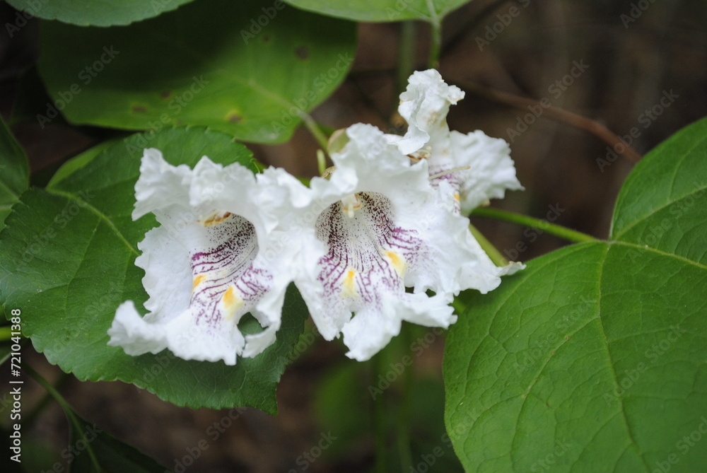 Cluster of white and purple catalpa tree flowers. Also known as catawba ...