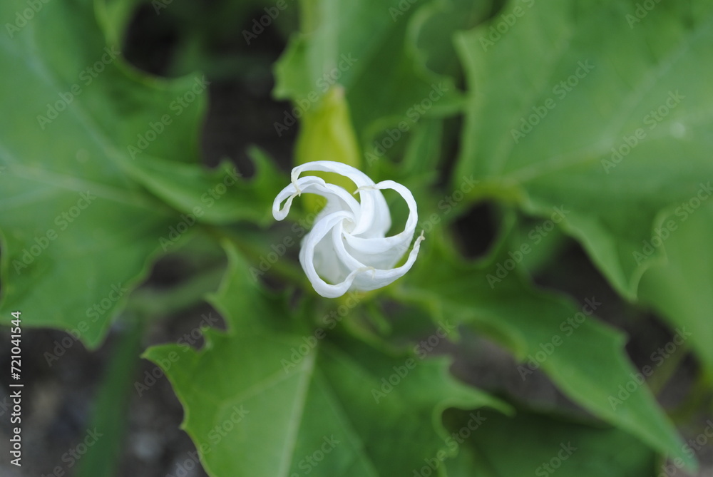 Jimson weed, latin name Datura stramonium. Unopened white flower bud of ...