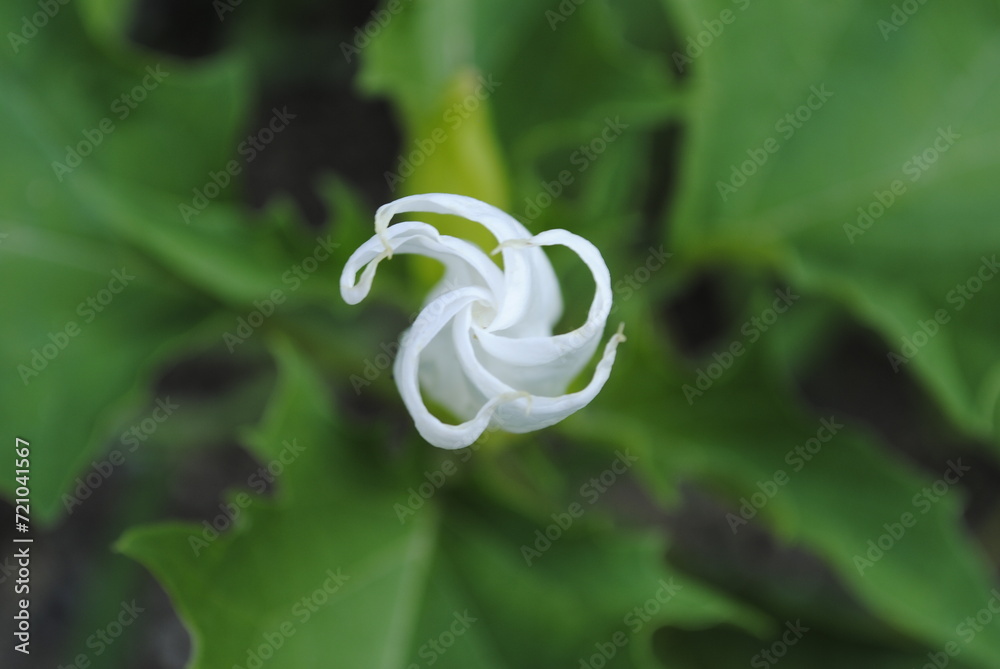Jimson weed, latin name Datura stramonium. Unopened white flower bud of ...