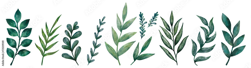 Watercolor hand painted botanical leaves and branches illustration ...