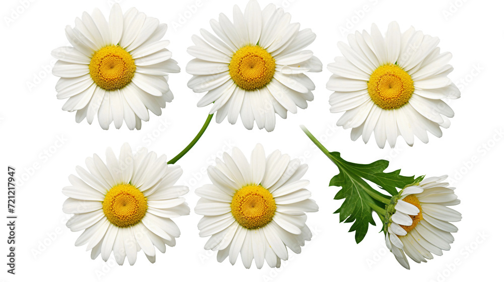 Exquisite Floral Set: Daisy Blooms, Transparent Background - Perfect ...