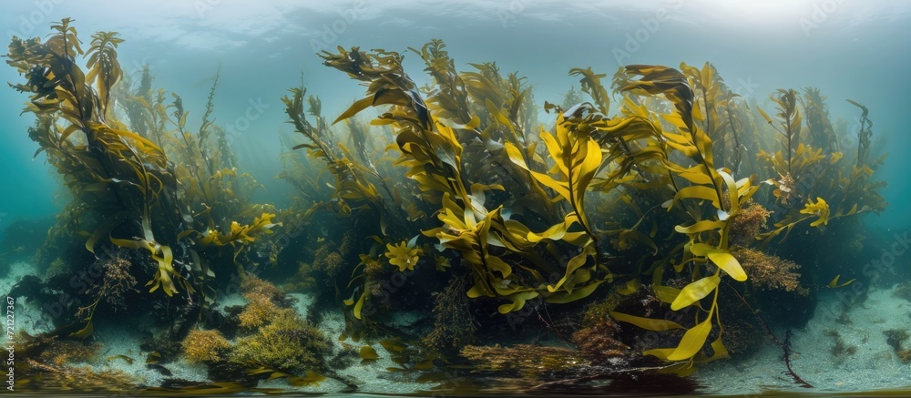 Stalked kelp grows together with giant kelp, creating a vital ...