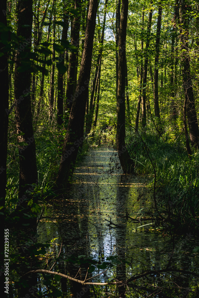 green forest in strzeszynskie lake in strzeszynek fully green in summer ...