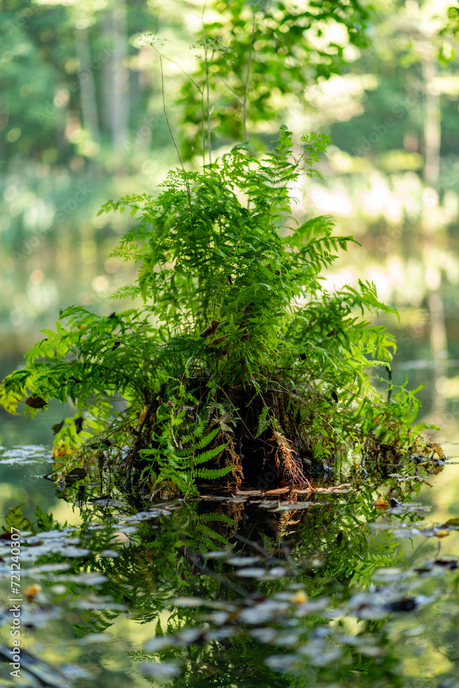 green forest in strzeszynskie lake in strzeszynek fully green in summer ...