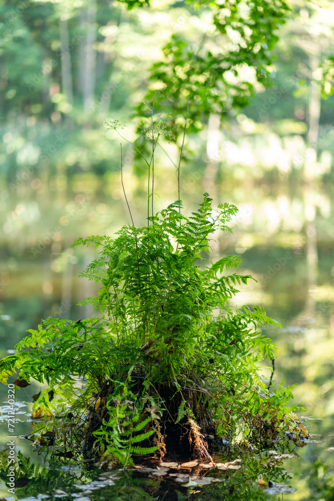 green forest in strzeszynskie lake in strzeszynek fully green in summer ...