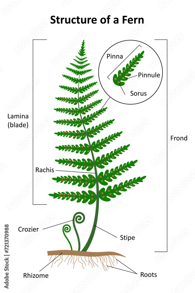 The structure of a fern. Labeled diagram. Stock Vector | Adobe Stock