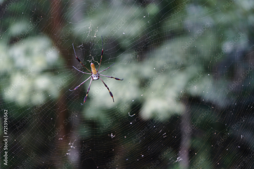 Big long legged spider Golden Orb-Weaver Nephila clavipes waiting in ...