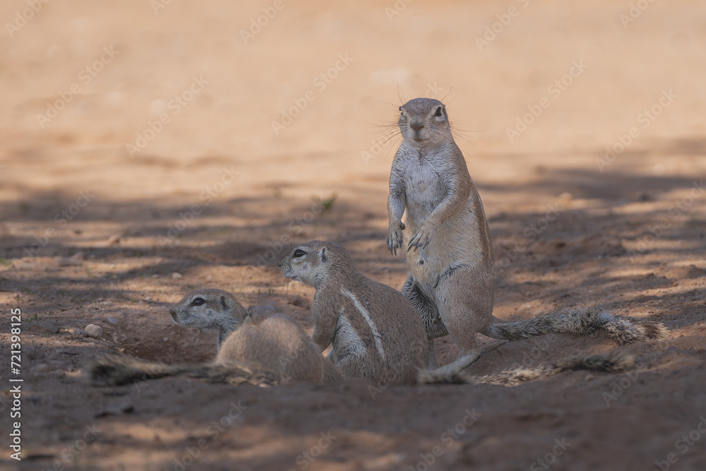 Cape ground squirrel, South African ground squirrel - Geosciurus ...