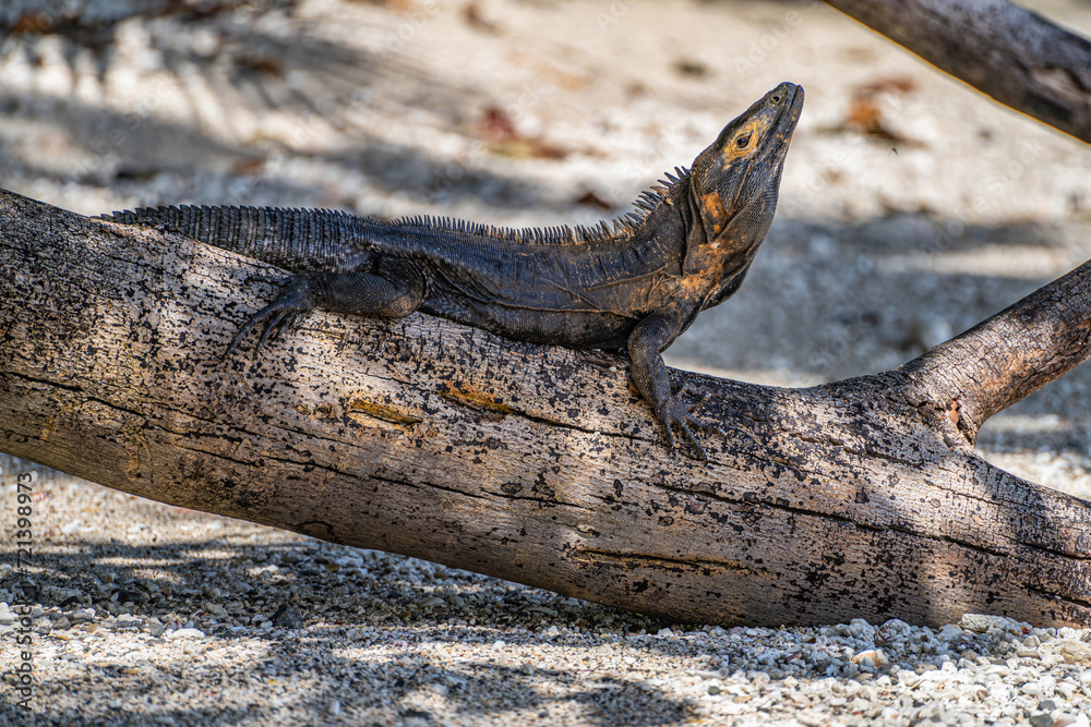 Langusten-tailed leguan Ctenosaura Similis on tree trunk at beach in ...
