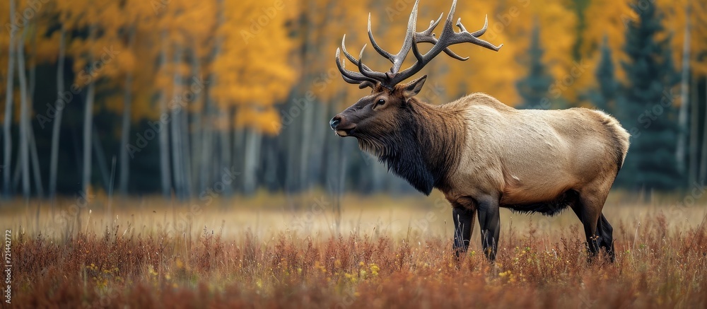 Majestic Male Elk in the Wild: A Captivating Display of Strength and ...