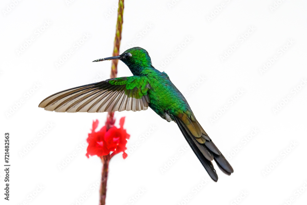 Cuban hummingbird. One of the smallest birds in the world Stock Photo ...