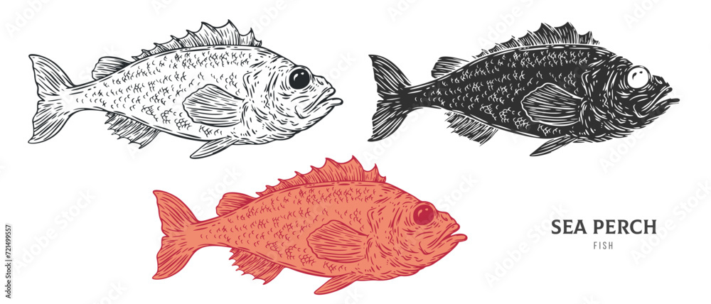 Hand drawn sea perch fish isolated on white background. Set cartoon ...