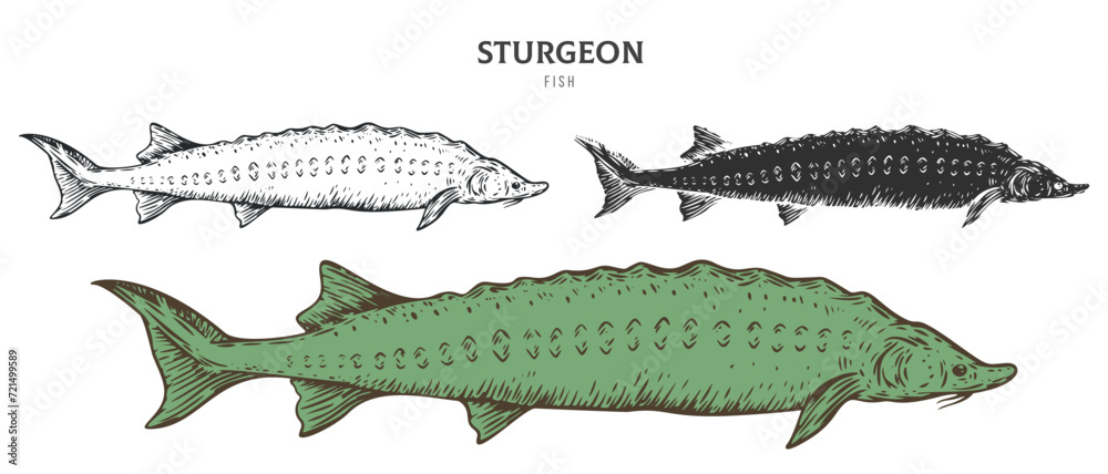 Hand drawn sturgeon fish isolated on white background. Set cartoon ...
