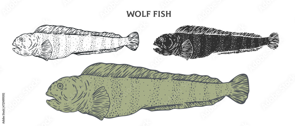 Hand drawn atlantic wolffish isolated on white background. Set cartoon ...