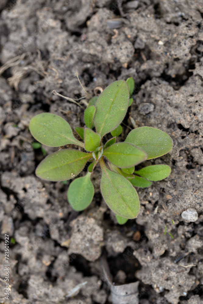Forget-me-nots (Myosotis arvensis) blue Flowers. Rosette of the weed ...