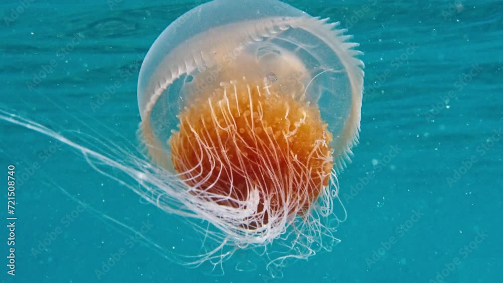 Jellyfish in Papua, Raja Ampat, Indonesia. Underwater view of the ...