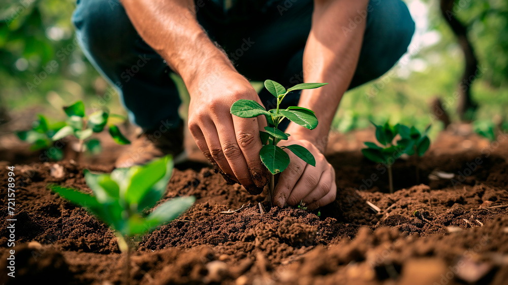 Close-up of hands planting a small plant in the ground. illustration of ...