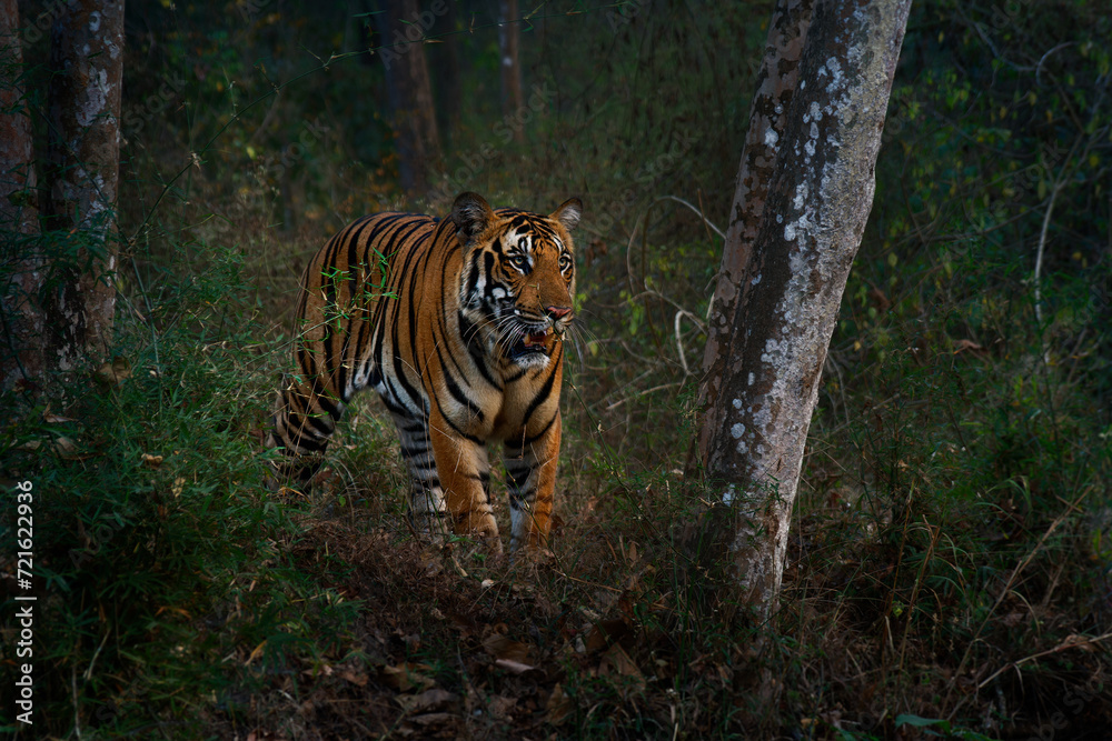 Bengal Tiger - Panthera tigris the biggest cat in wild in Indian jungle ...