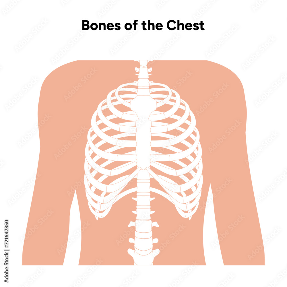 Bones of the chest human anatomy medical diagram infographic Stock ...
