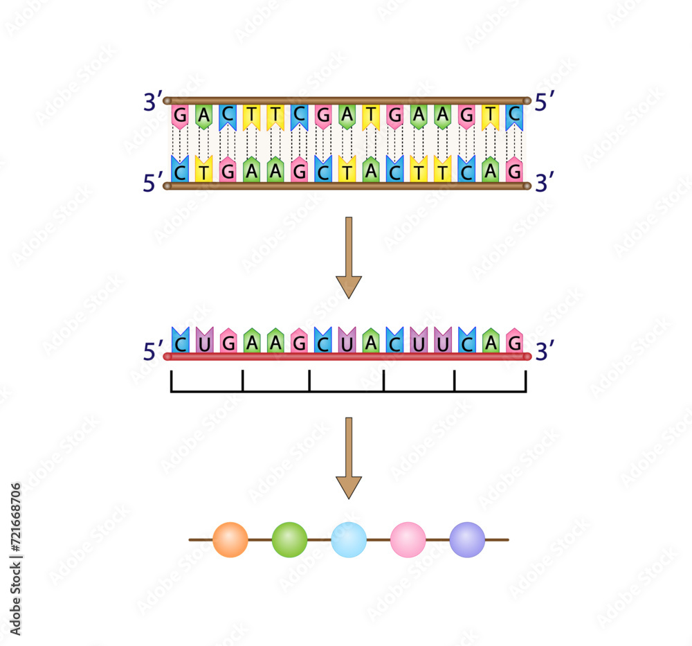 Transcription and Translation. DNA, mRNA and Protein synthesis. DNA is ...