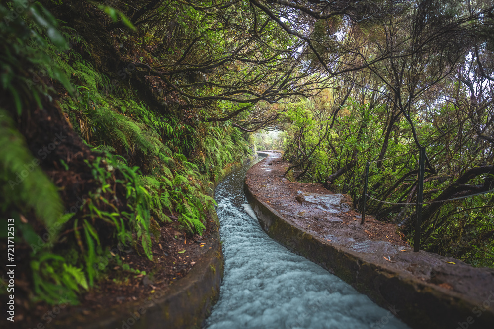 Sloping water channel overgrown by laurel branches on a rainy day. 25 ...