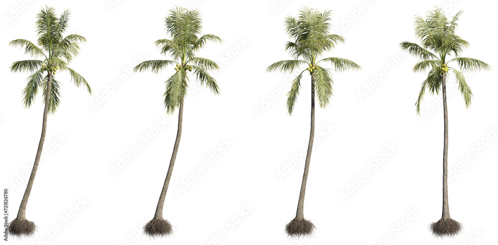 Coconut trees 3D rendering with transparent background, palm trees ...