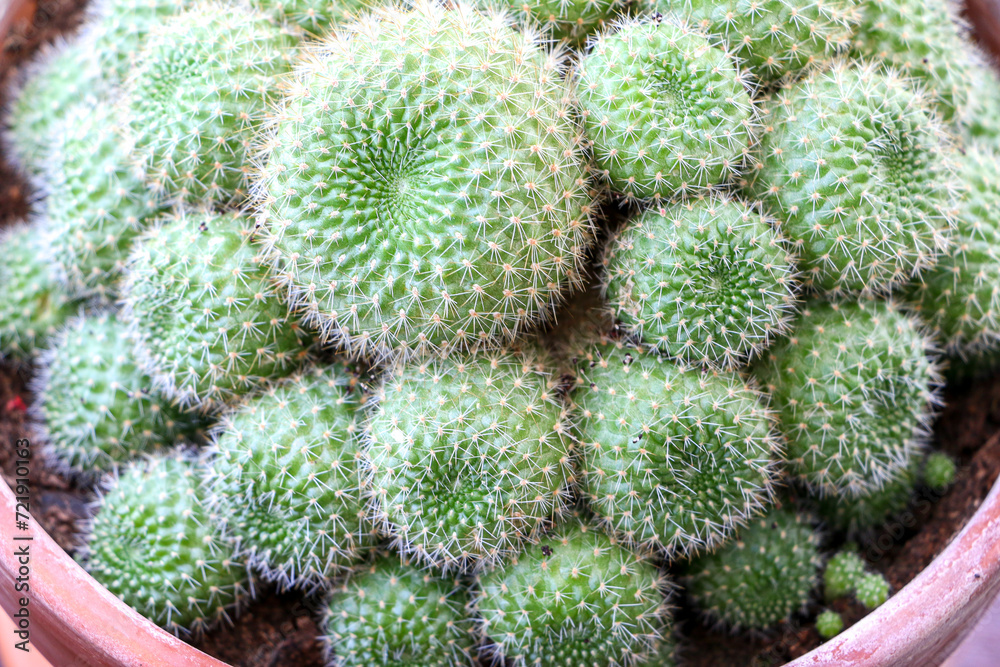 Close up ornamental cactus house plant, Rebutia minuscula, with its ...