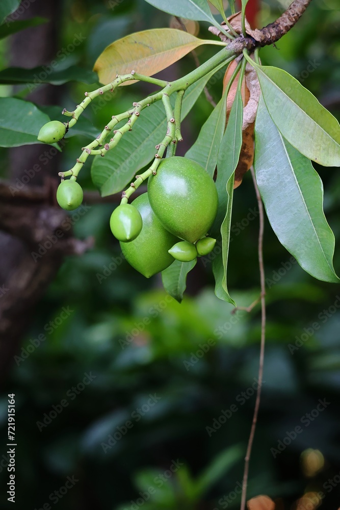 Green Sea Mango Fruits on Common Cerberus Tree Branch Stock Photo ...