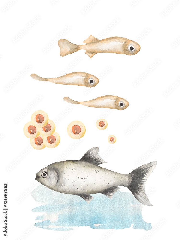 Watercolor fish life cycle illustration set, educational clipart for ...