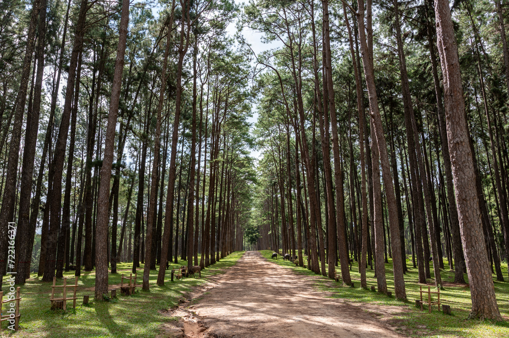 Bor Kaew pine forest with walk way and buffalos at Chiang mai, Thailand ...