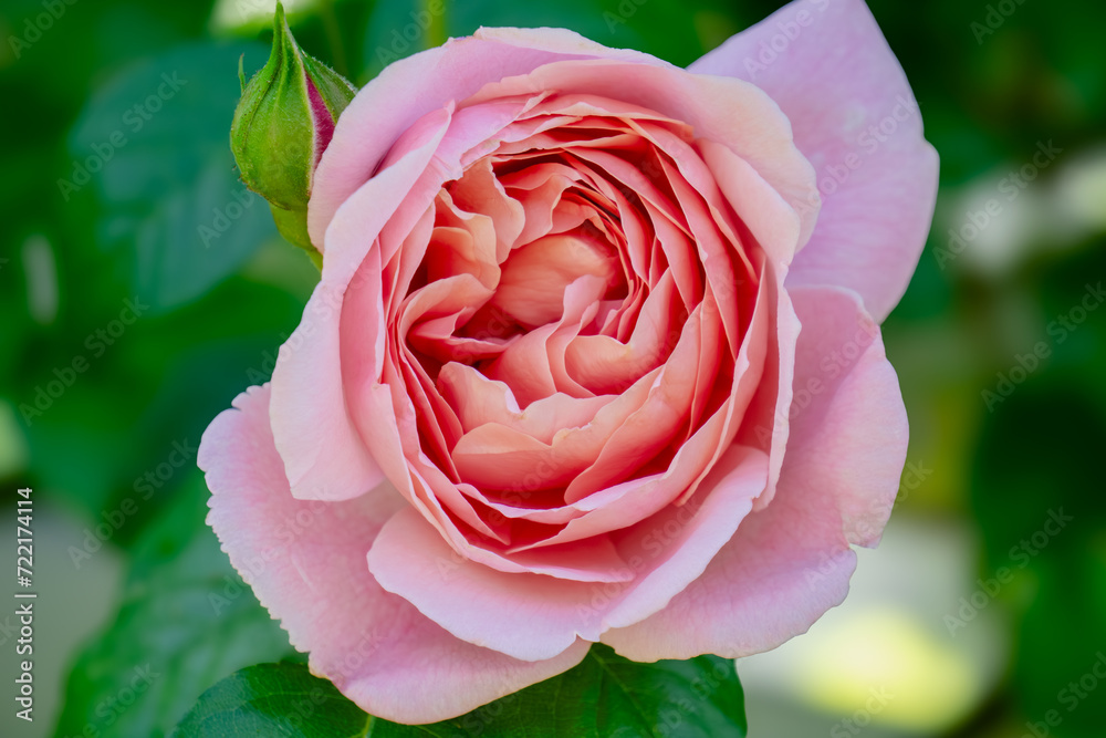 Climbing-Rose-EleganceꟷA-Vision-in-Pink-Petals-by-Aravind-Reddy-Tarugu ...