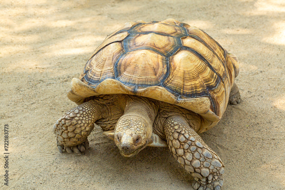 The Thai mountain turtle or land turtle is a protected wildlife. Stock ...