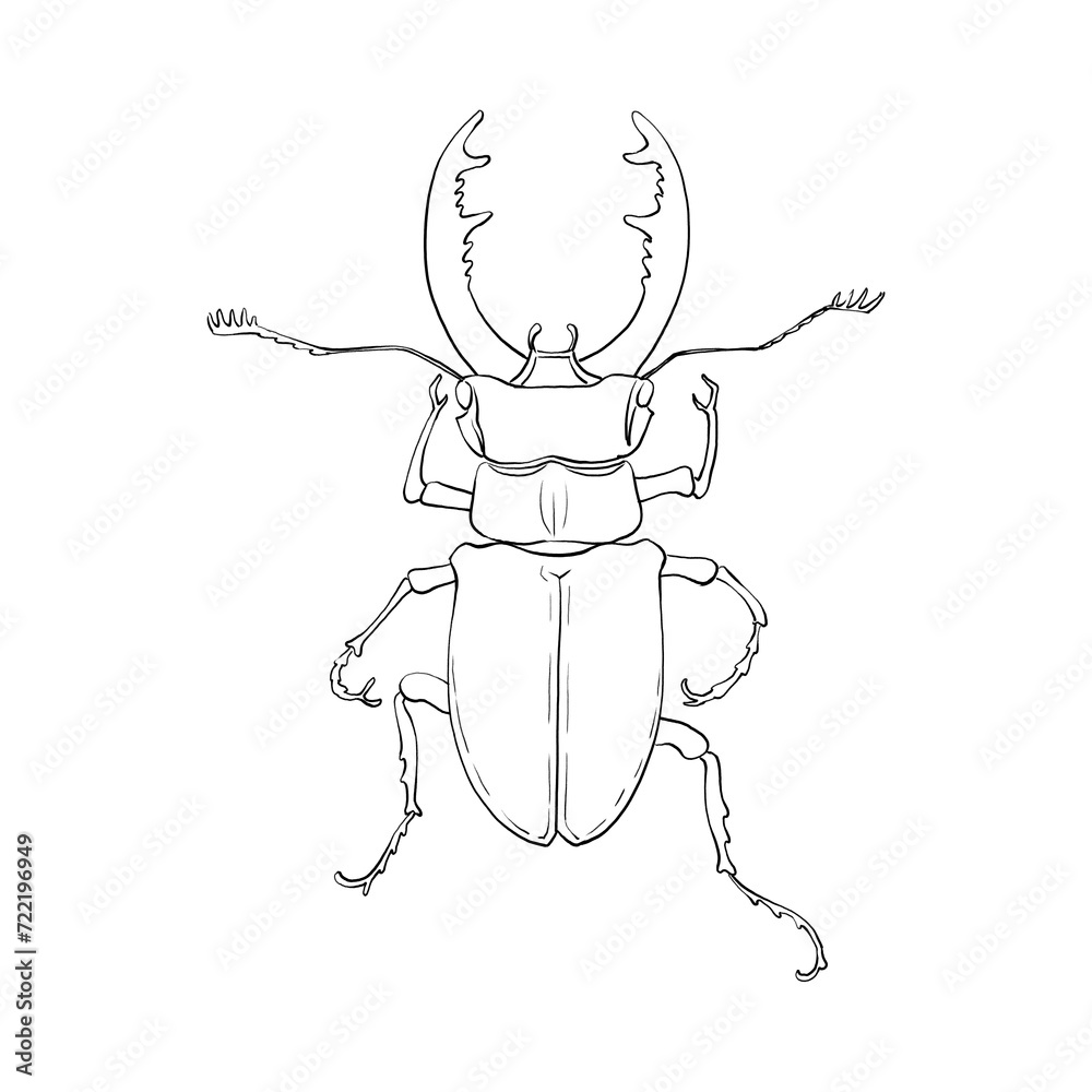 Stag beetle with large horns and antennae. Top view of a beetle. Linear ...