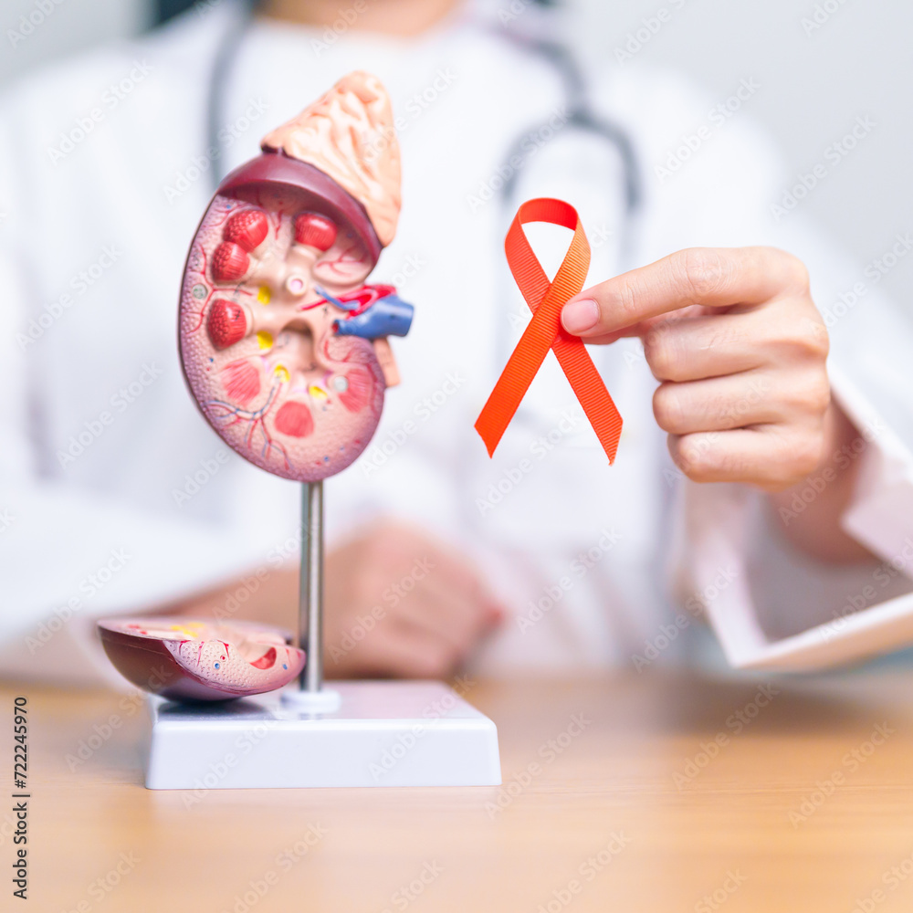 Doctor holding Orange ribbon with kidney Adrenal gland model. Kidney ...