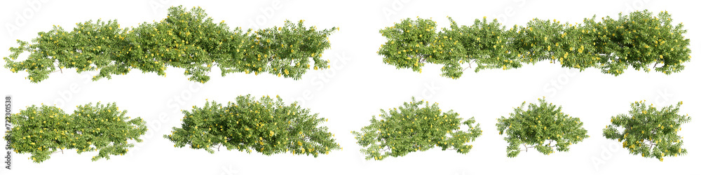set of colorful flowering shrubs, cutout 3D rendering image with ...