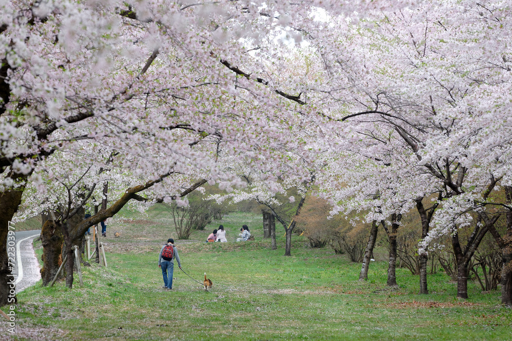 People having a picnic and walking a dog under an archway of Sakura ...