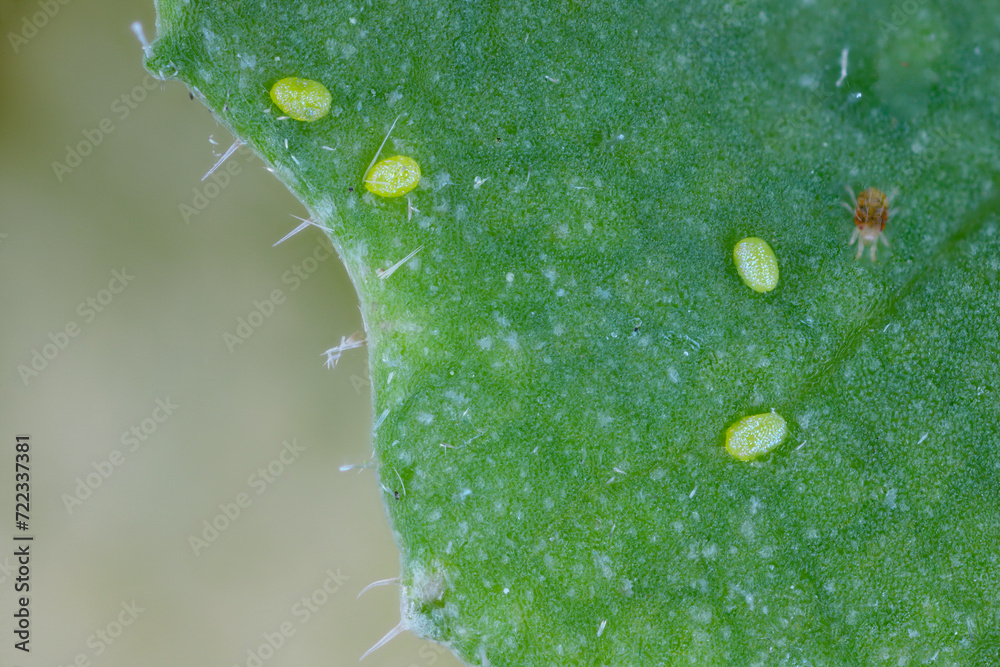 Eggs of the diamondback moth (Plutella xylostella), sometimes called ...