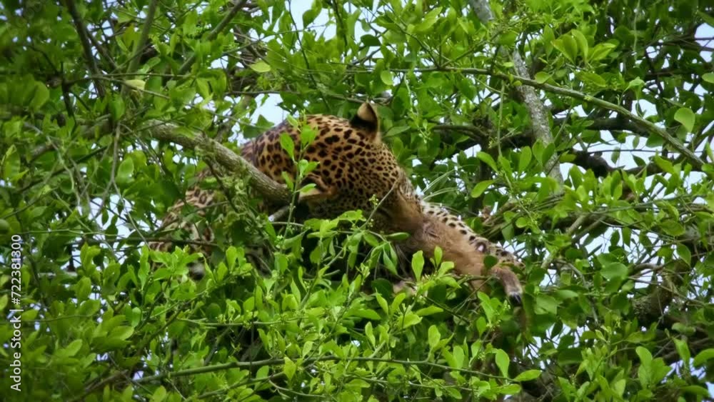 Leopard - Panthera pardus, big spotted yellow cat in Africa, genus ...