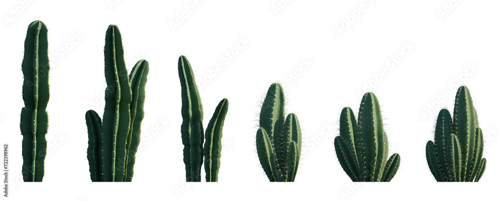 Cereus repandus (Cereus peruvianus) columnar cactus set frontal ...