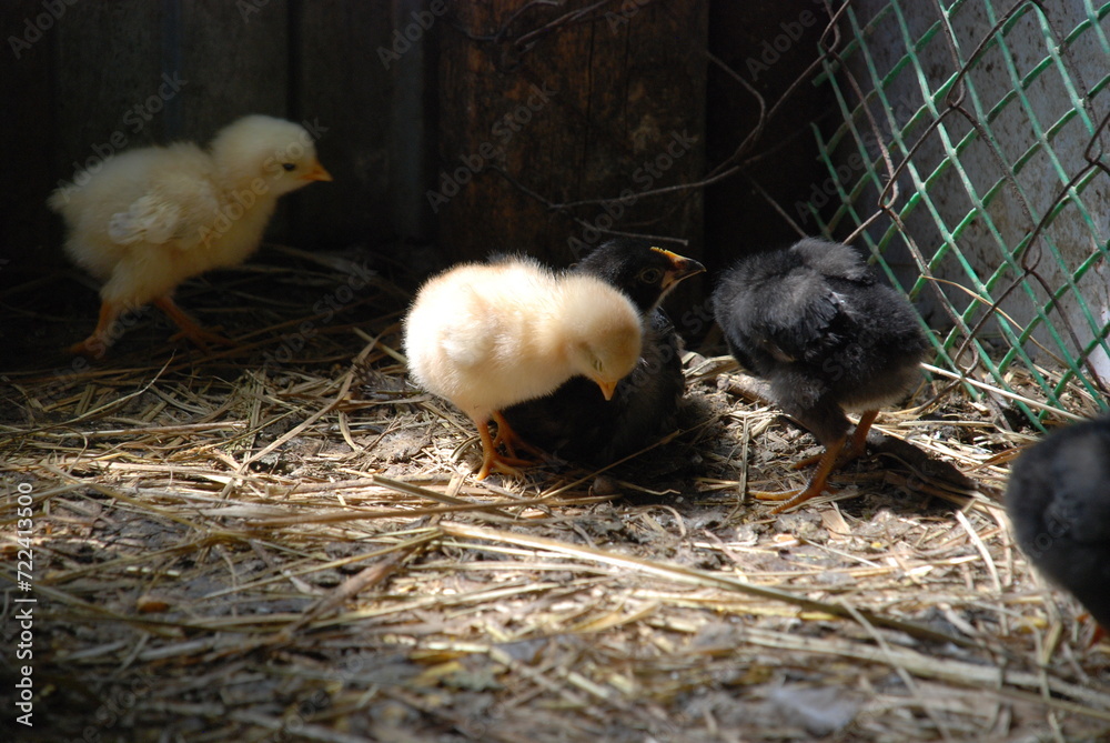 Little chicks in the chicken coop. Chicks born a couple of weeks ago ...