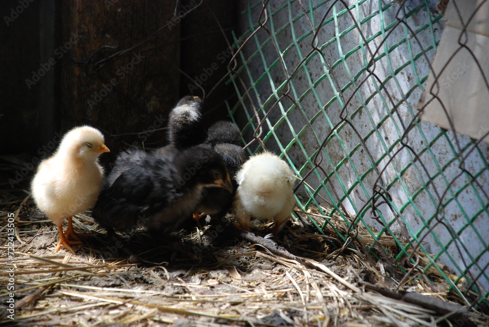 Little chicks in the chicken coop. Chicks born a couple of weeks ago ...