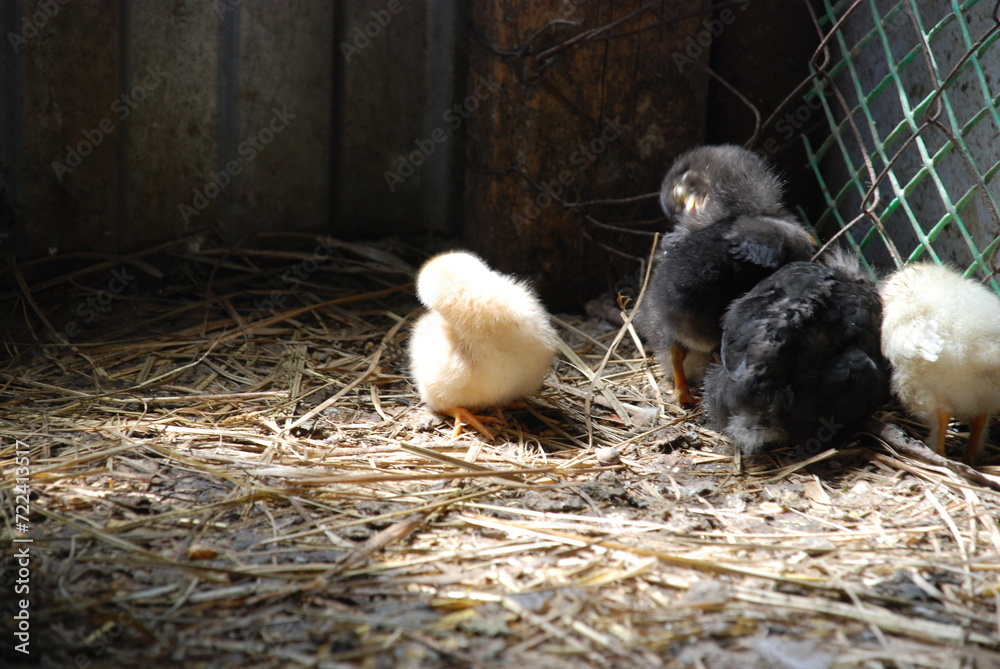 Little chicks in the chicken coop. Chicks born a couple of weeks ago ...