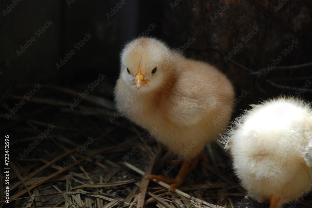 Two yellow chickens in a chicken coop. Chicks born a few weeks ago walk ...