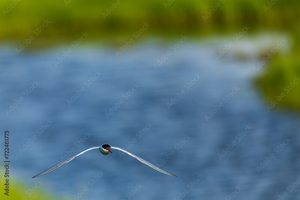 The Arctic Tern, Sterna paradisaea is flying and looking for its chicks ...