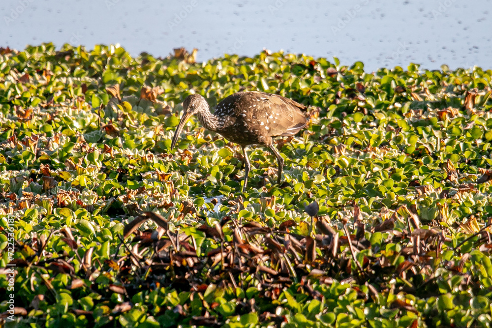 El carrao, caraú o guariao o karãu en guaraní es una especie de ave ...