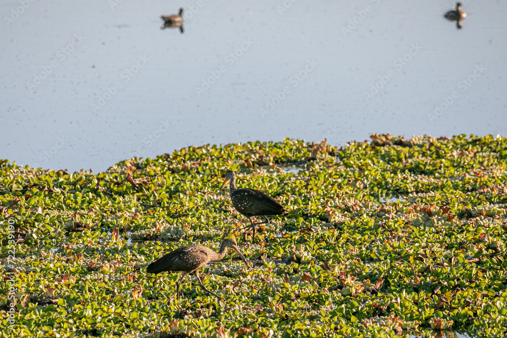 El carrao, caraú o guariao o karãu en guaraní es una especie de ave ...