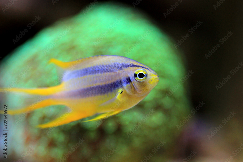 Black and gold chromis fish- Neoglyphidodon nigroris Stock Photo ...